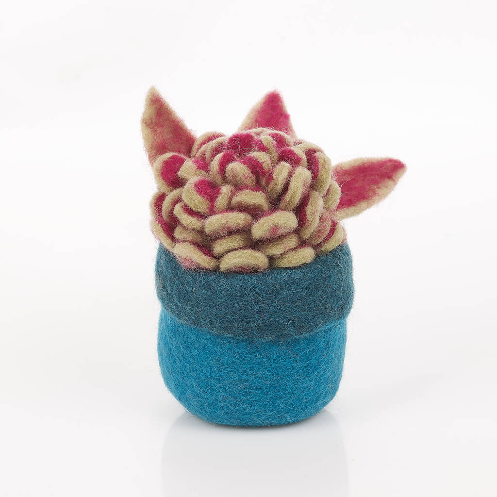 handmade felt cactus collection by felt so good | notonthehighstreet.com