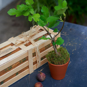 Gardening Gifts | Gift Ideas for Gardeners | notonthehighstreet.com