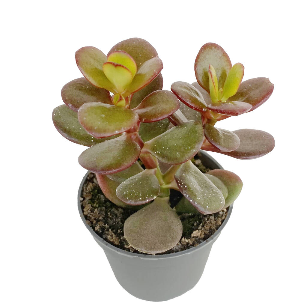 Money Tree Minima Red Tinted Succulent House Plant By Clouds Hill ...