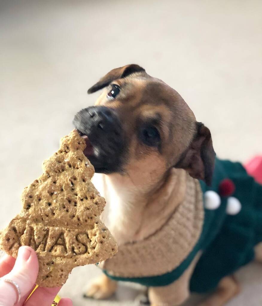 Christmas Tree Biscuit By DOGraze | notonthehighstreet.com