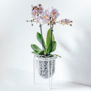 Orla, Glass Planter With Stand, Ideal For Orchids By Frond ...