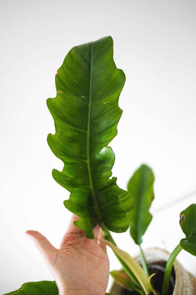 Houseplant Philodendron 'Narrow Escape' In A 15cm Pot By Acqua Garden