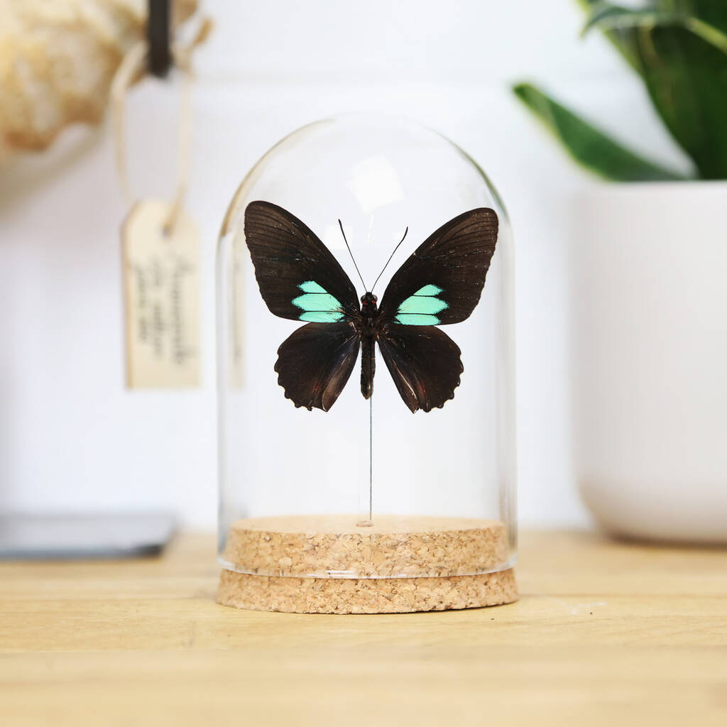 Emerald Patched Cattleheart Bell Jar By Curated Studio ...