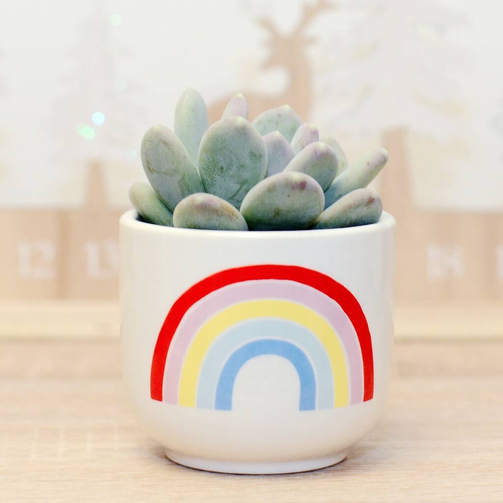 Rainbow Mini Planter With A Plant Christmas Present By DingaDing
