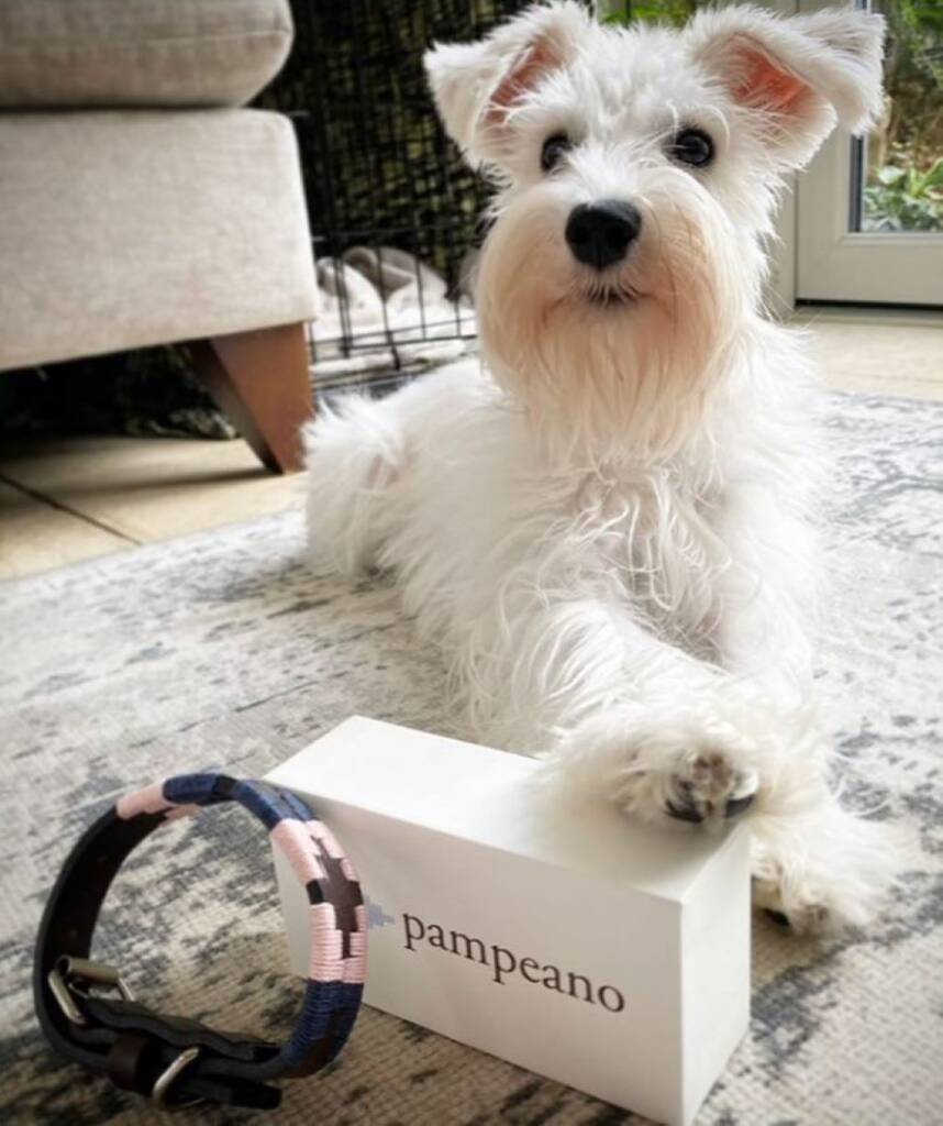 Pampeano 'Hermoso' Collar And Lead Set By pampeano polo