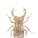 Personalised Stag Beetle Map Print By Lime Lace | notonthehighstreet.com