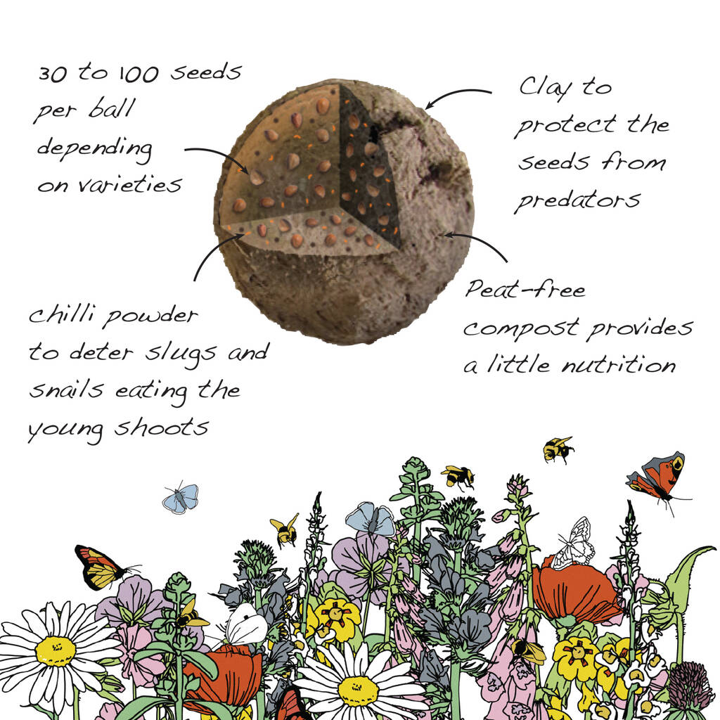 25 Personalised Wildflower Seed Gifts By Seedball | notonthehighstreet.com