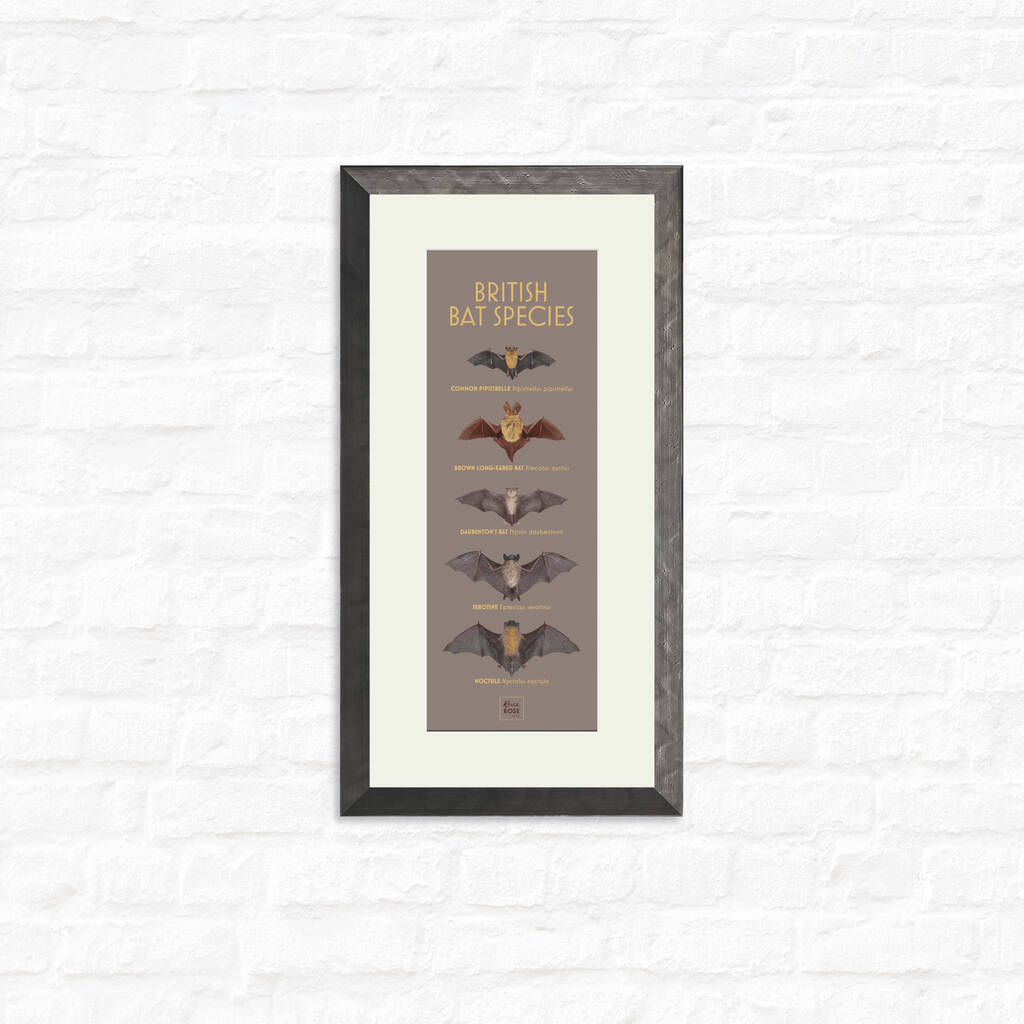 British Bat Species Reference Chart By Alice Rose | notonthehighstreet.com