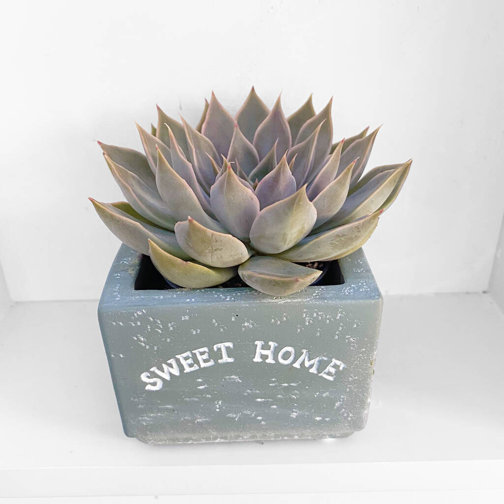 Echeveria Silver Shine Succulent Plant In 6cm Pot By Clouds Hill ...