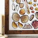 seashells of britain wildlife collection print by alexia claire ...