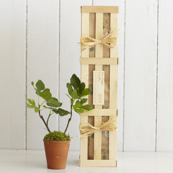 personalised fig tree new home gift by the gluttonous gardener ...