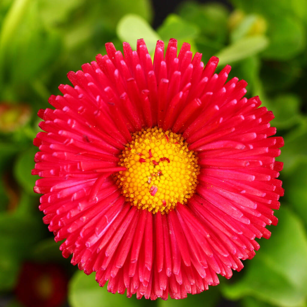 Bellis Daisy 'Red' Six X 9cm Pots By Acqua Garden