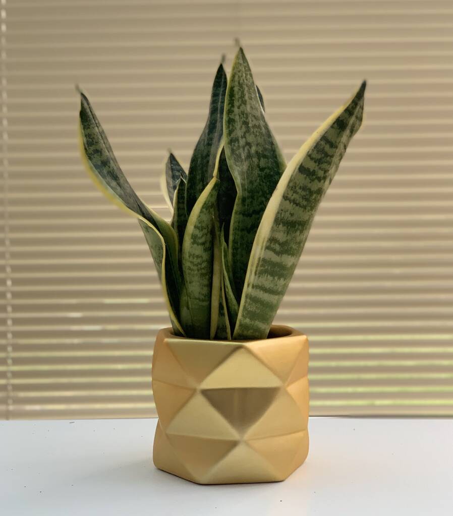 Polygon Planter / House Plant Pot By Stupid Egg Interiors ...