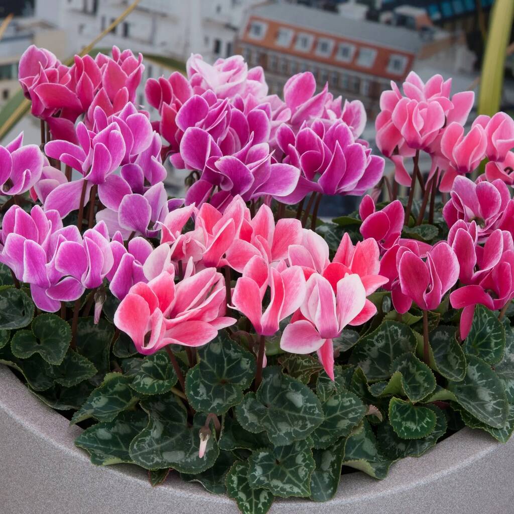 Cyclamen Flame Mixed 12 Plants Garden Ready Packs By Plants By Post