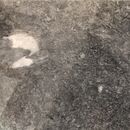 Marble Large Pastry Board White Or Grey By Marbletree ...