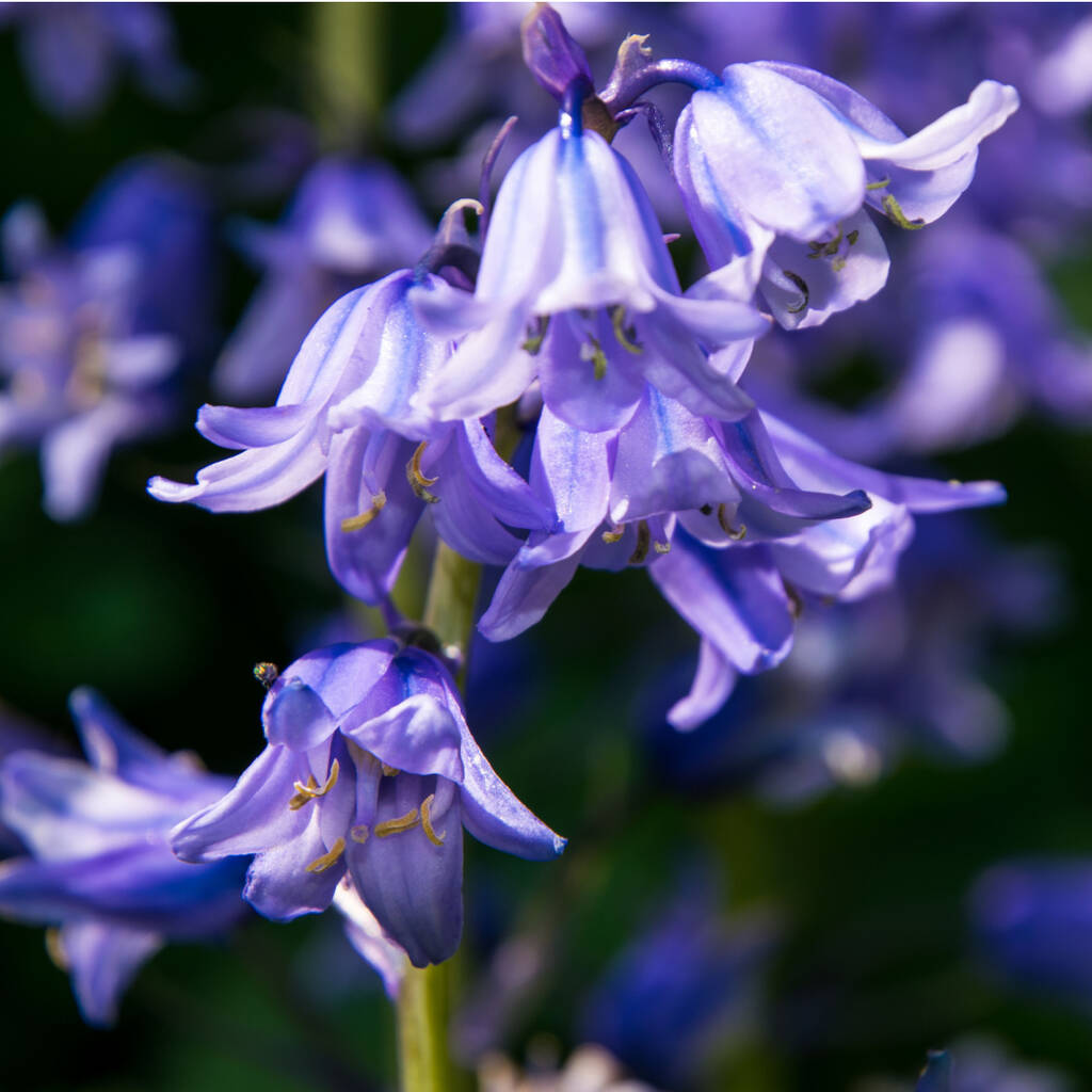 Spring Bulbs Bluebells 36 X Premium Bulb Pack By Acqua Garden