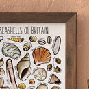 Seashells Of Britain Wildlife Watercolour Print By Alexia Claire ...
