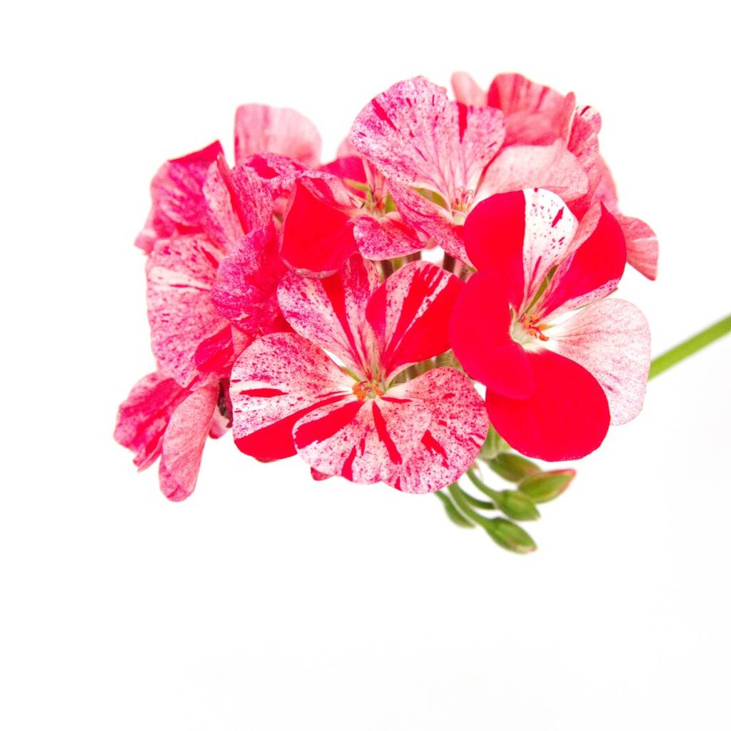 Geranium 'Raspberry Ripple' 12 X Plant Pack By Acqua Garden