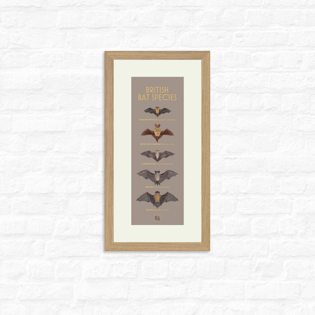 British Bat Species Reference Chart By Alice Rose | notonthehighstreet.com