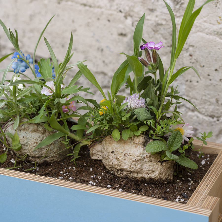 pollinator beebom seedbom by kabloom | notonthehighstreet.com