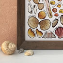 Seashells Of Britain Wildlife Watercolour Print By Alexia Claire ...