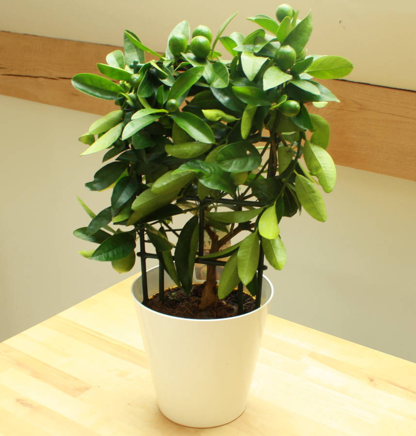 Mini Lime Tree By Plants4 Presents | notonthehighstreet.com