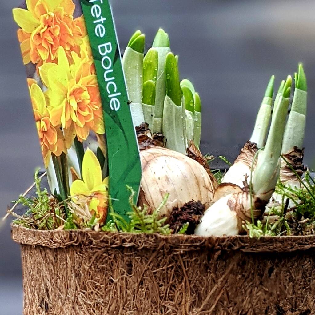 Spring Bulbs Zinc Planter Gift By The Danes | notonthehighstreet.com