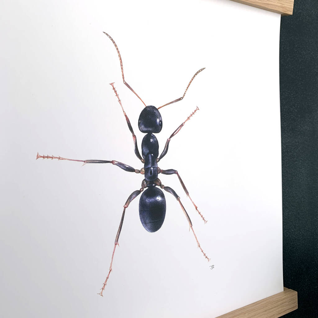 Illustrated Ant Print By Little Blue Zebra | notonthehighstreet.com