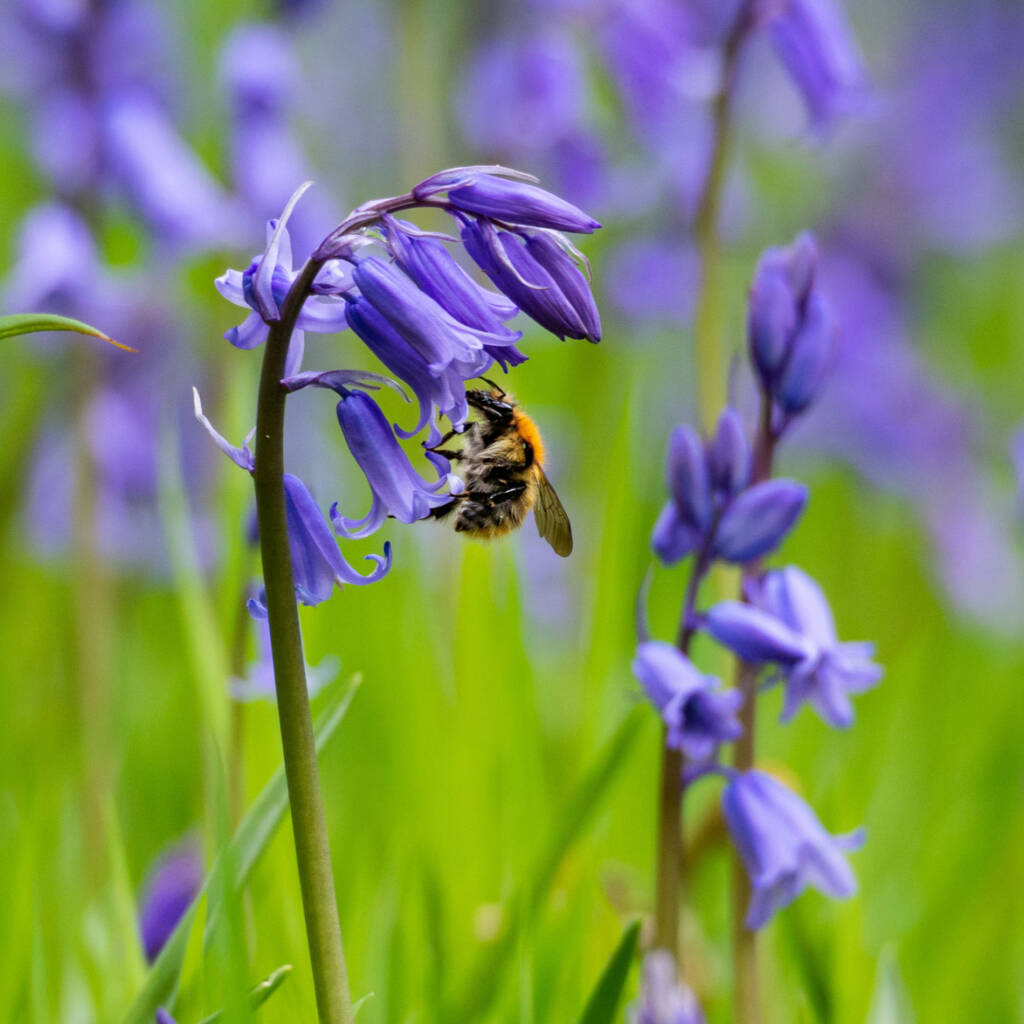Spring Bulbs Bluebells 18 X Premium Bulb Pack By Acqua Garden
