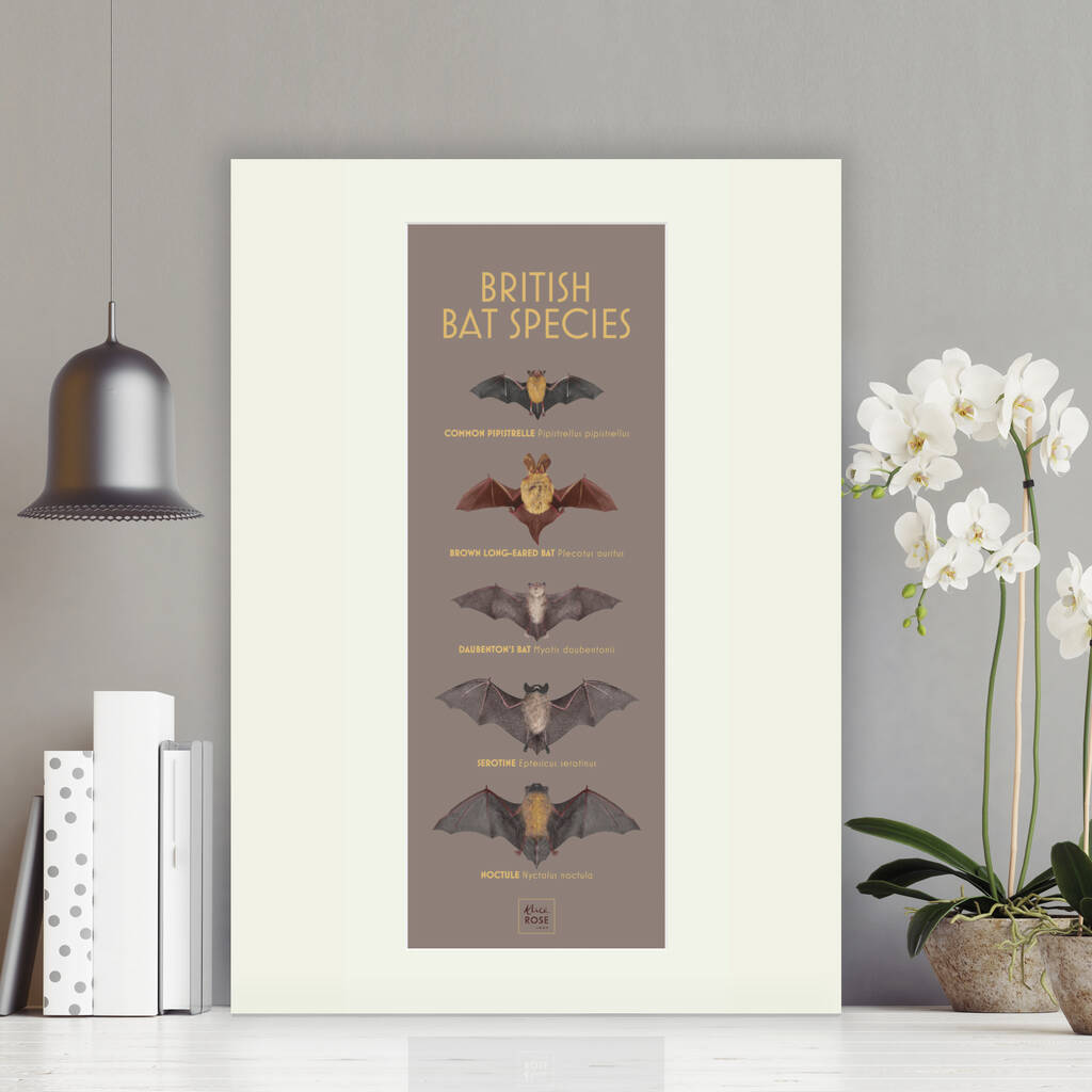 British Bat Species Reference Chart By Alice Rose | notonthehighstreet.com