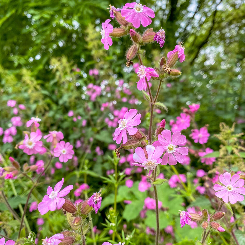 ‘Cariad’ Welsh Wildflower Seed Valentines Gift Box By Wild wales seeds ...