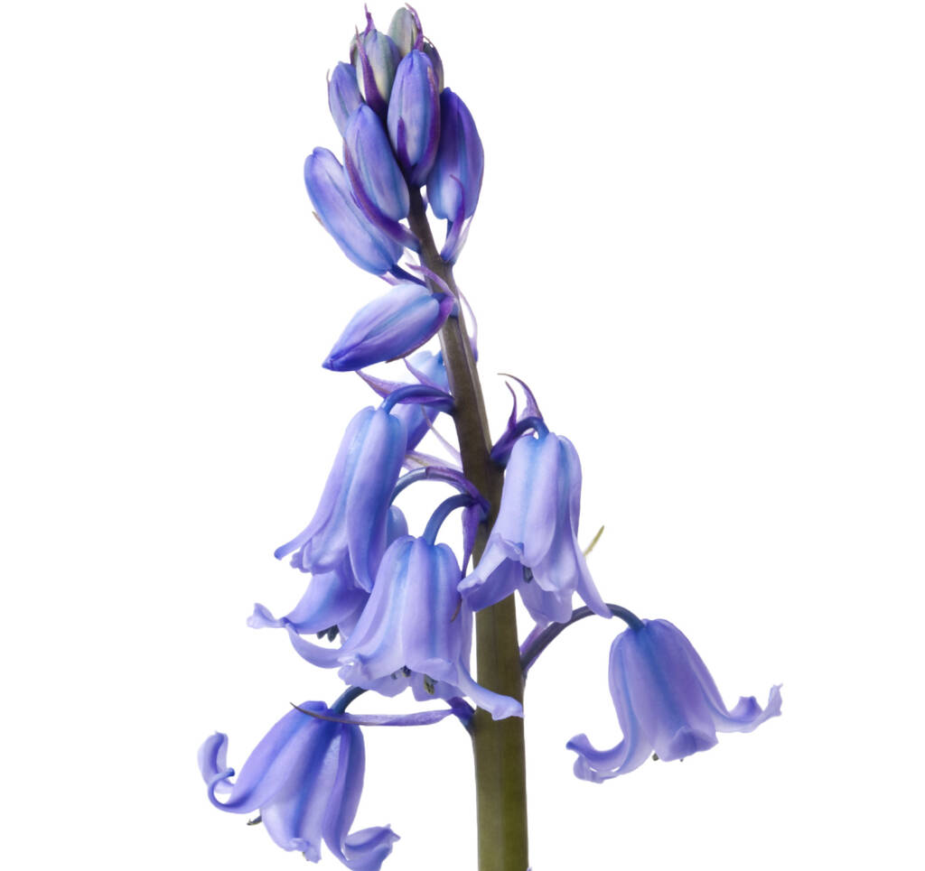 Spring Bulbs Bluebells 24 X Premium Bulb Pack By Acqua Garden