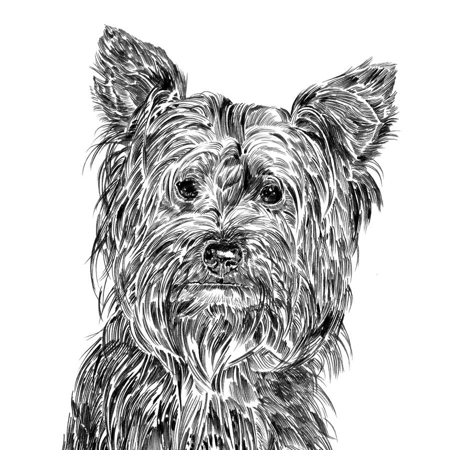 yorkshire terrier print by ros shiers | notonthehighstreet.com