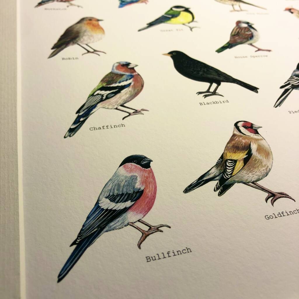 British Birds Illustrated Print By Charlotte Jones Design ...