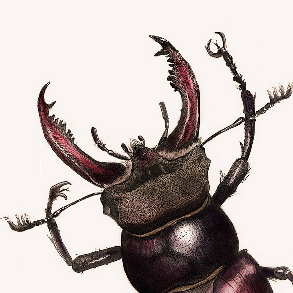 Stag Beetle Giclée Art Print By Ben Rothery Illustrator ...