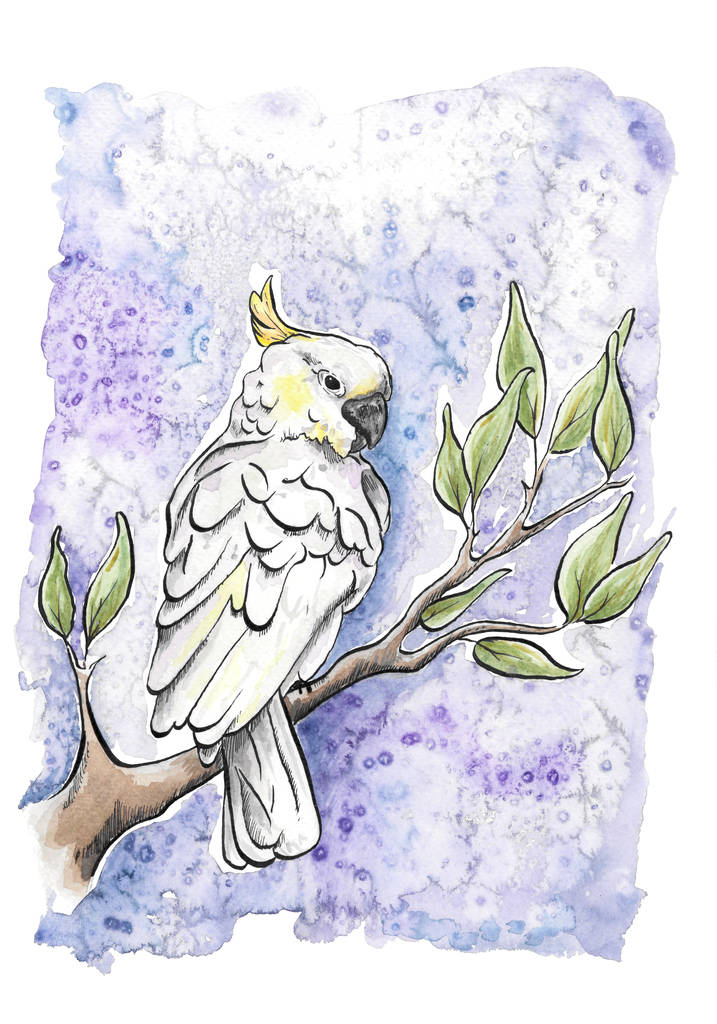 White Cockatoo Art Print By North And Fauna