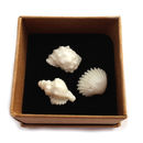 Ceramic Beach Shell Magnets By Melissa Choroszewska Ceramics ...