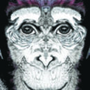 Chimp Champ Limited Edition Print By Curiosity Snug ...