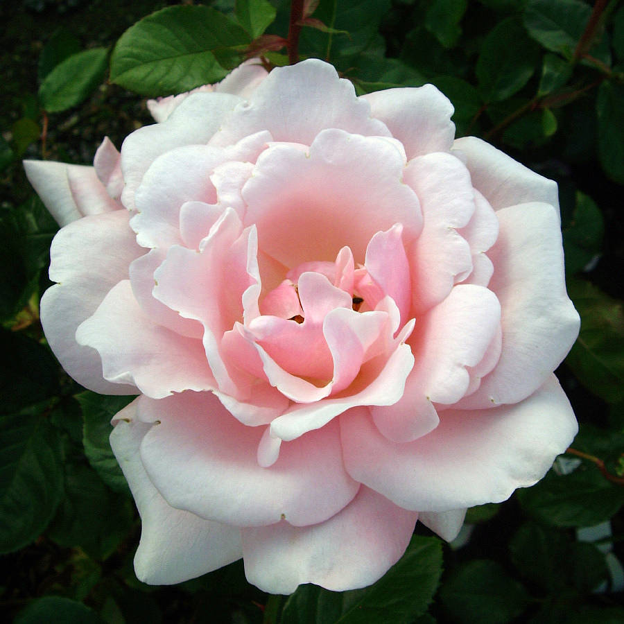 30th Pearl Anniversary Gift Rose Pearl By Giftaplant 30th Pearl Anniversary Gift Rose Pearl By Giftaplant