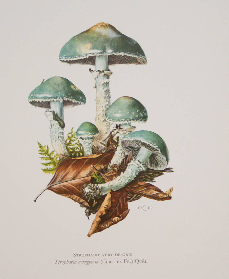 Épinglé par Tom Haidopoulo sur °°Chämpïgnøns°° | Champignon dessin ...