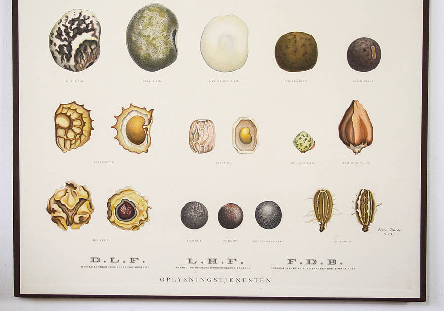 Seed Identification Guide