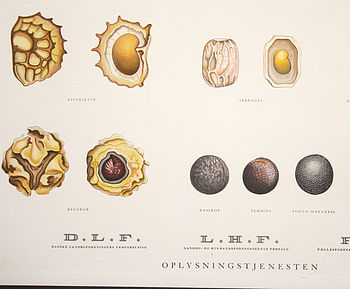 Seed Identification Guide