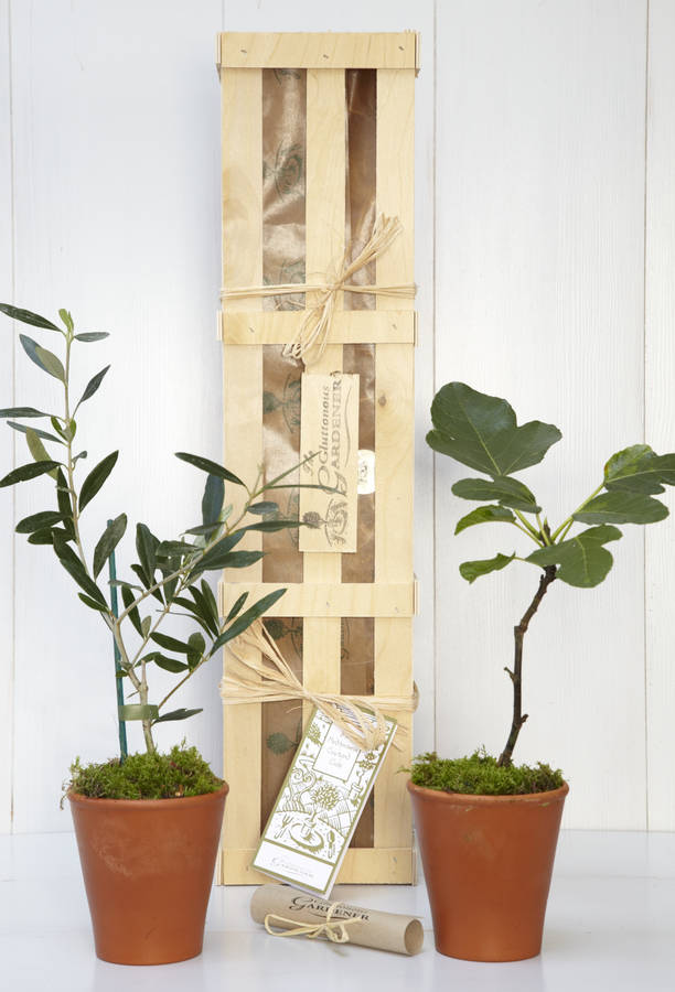mediterranean orchard tree gift crate by the gluttonous gardener ...