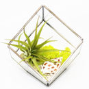 succulent glass cube terrarium kit by dingading terrariums ...