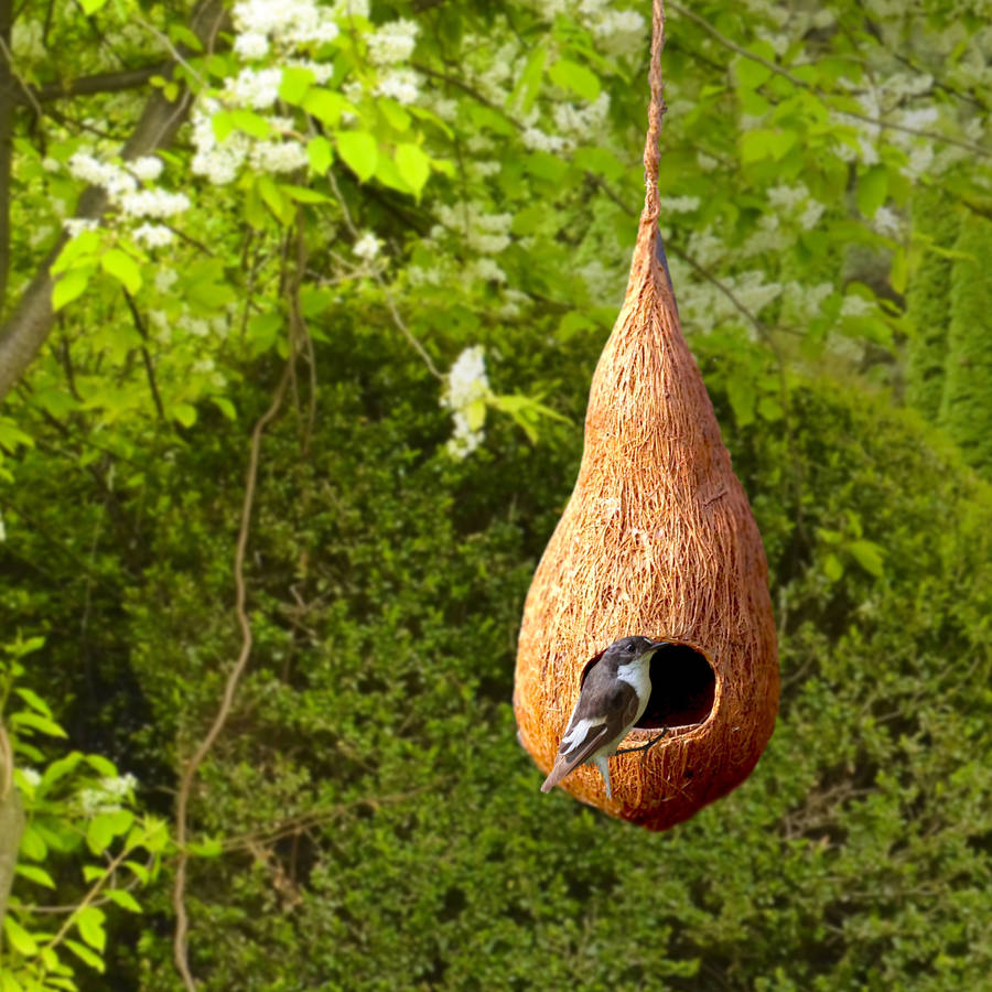 Handmade Natural Coir Bird Nest By Plants From Seed 