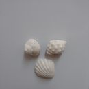 Ceramic Beach Shell Magnets By Melissa Choroszewska Ceramics ...