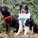 Comfort Collection Padded Dog Harness By Long Paws | notonthehighstreet.com
