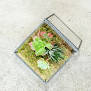 Glass Cube Succulent Terrarium By Dinga Ding Terrariums ...