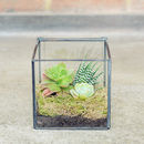 Glass Cube Succulent Terrarium By Dinga Ding Terrariums ...